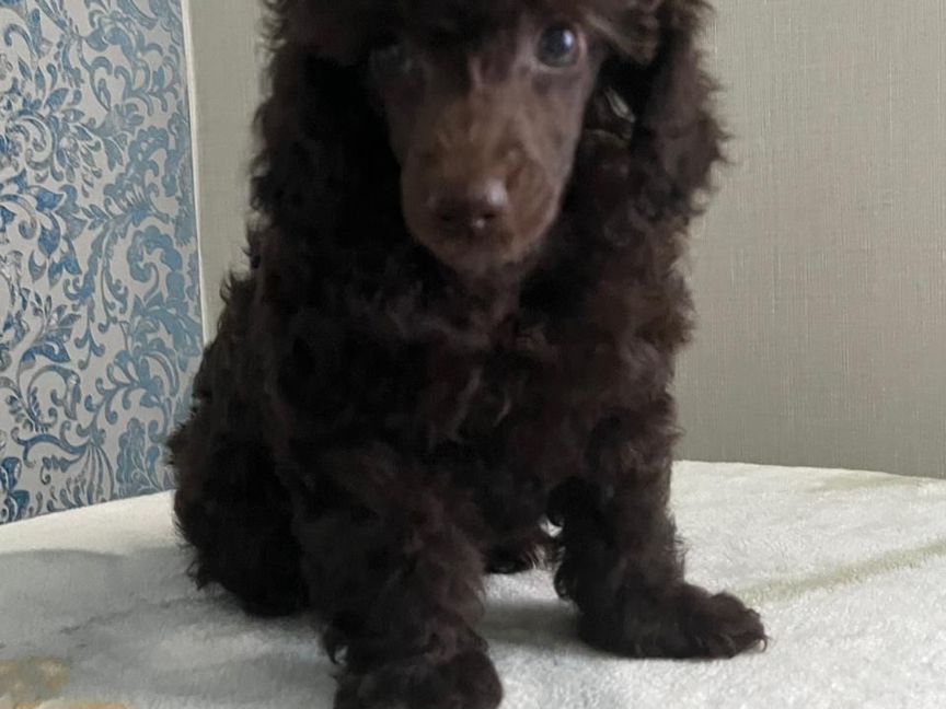 Пудель миниатюра