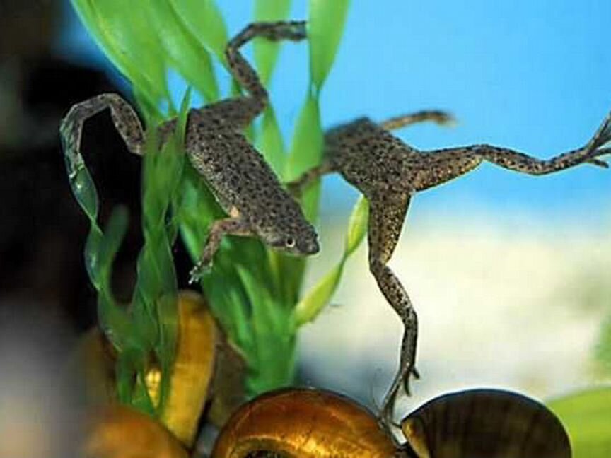 Аквариумные лягушки