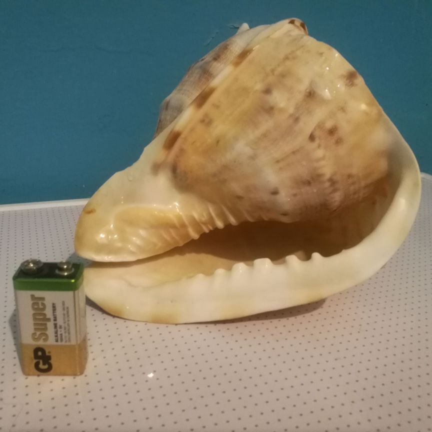 Ракушка Рапан большая