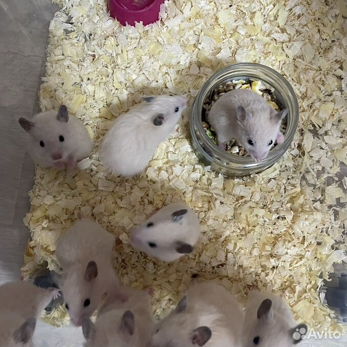 Хомячки бесплатно