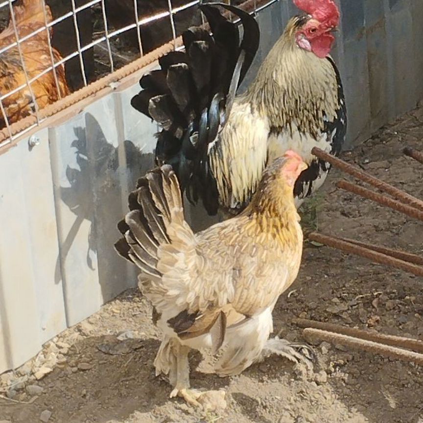 Карликовые куры и петухи