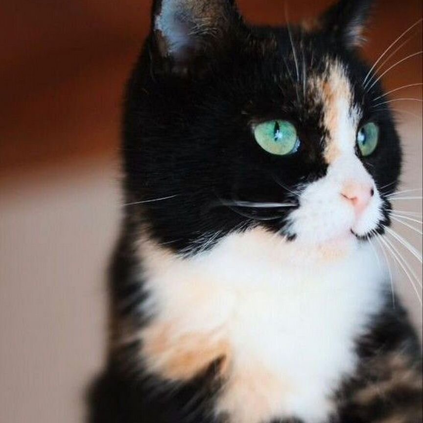 Трёхцветная трогательная кошечка