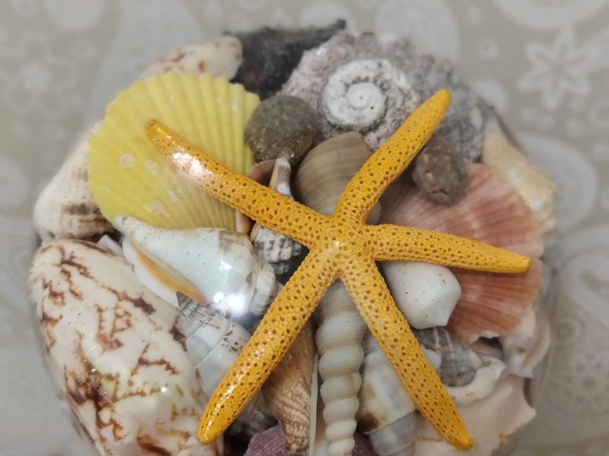 Морские ракушки