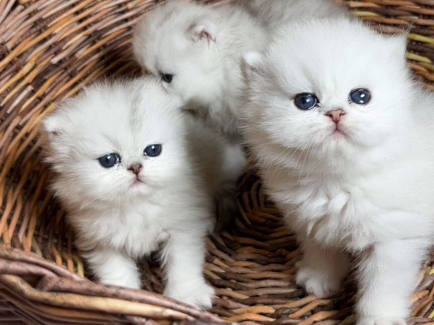 Персидские шиншиллы, персидские котята