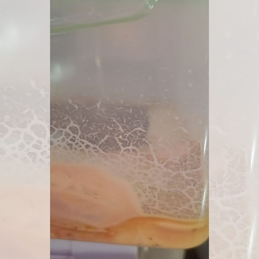 Нематода-Уксусная угрица