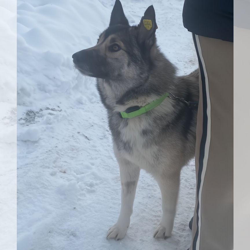 Взрослая собака в добрые руки