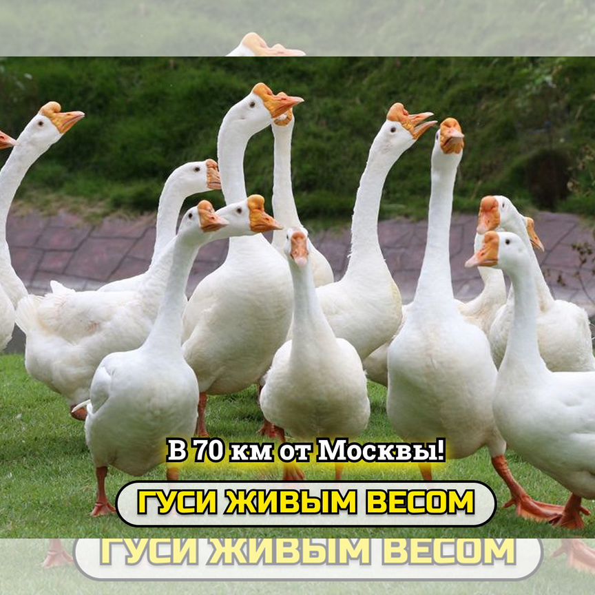 Гусь домашний живым весом / Утята / Яйцо гусиное