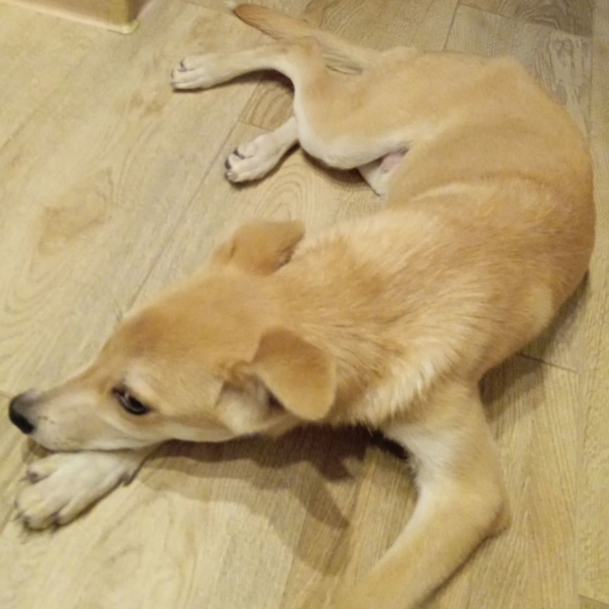 Щенок в добрые руки