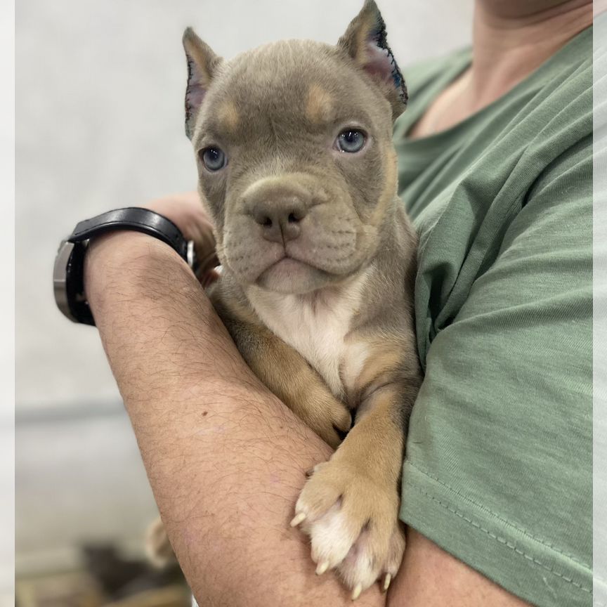 Американский булли, щенок