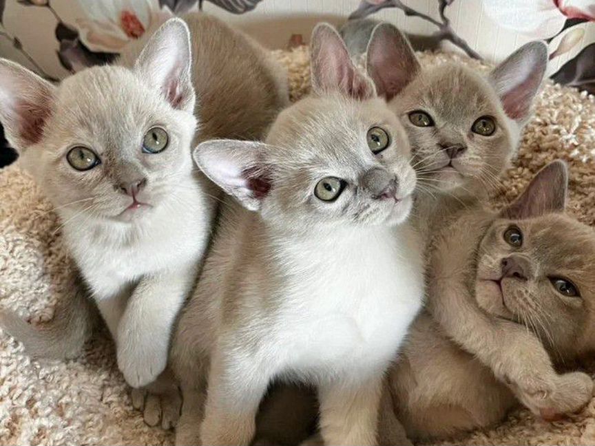 Котята европейской бурмы. Питомник