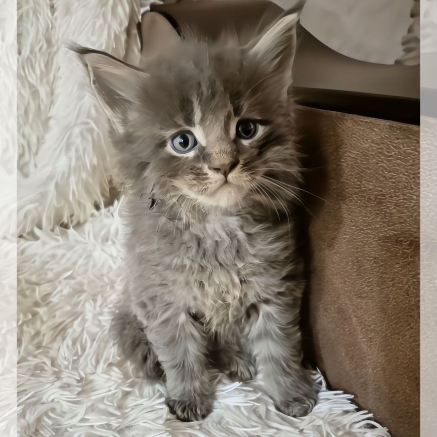 Мейн-кун котёнок