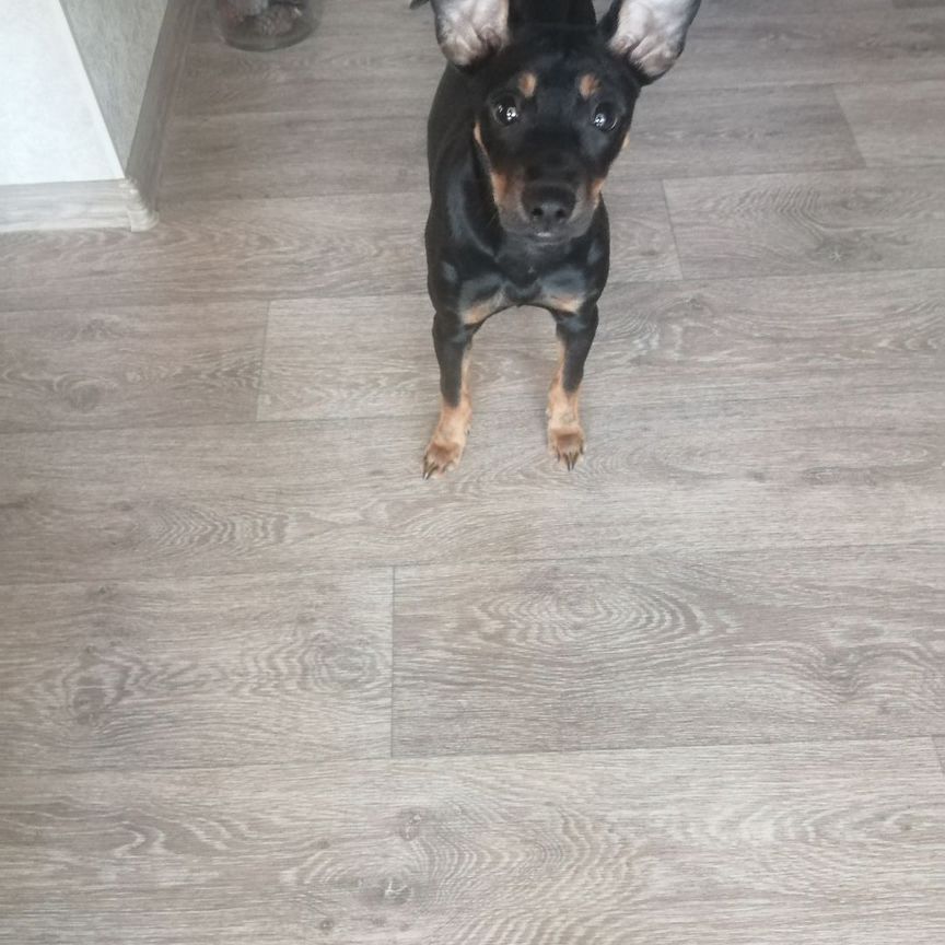 Той-терьер девочка