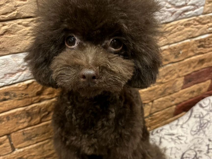 Той-пудель для вязки