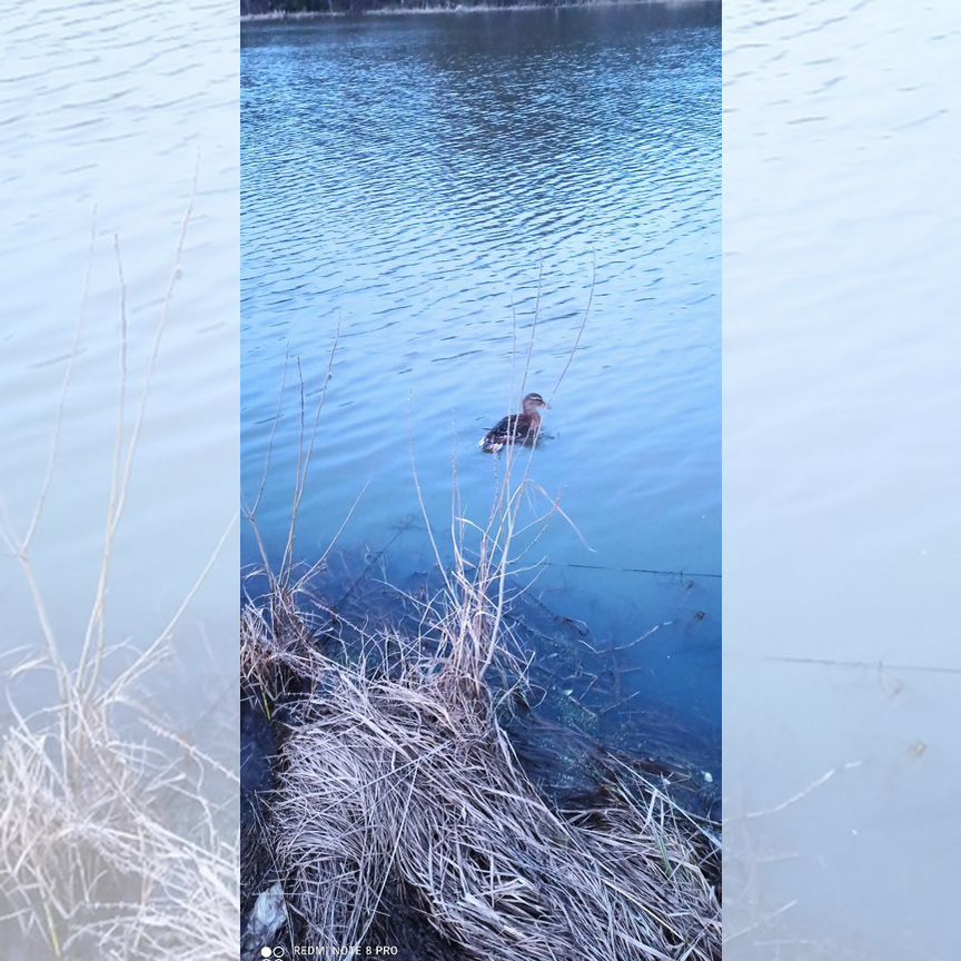 Подсадные утки для охоты