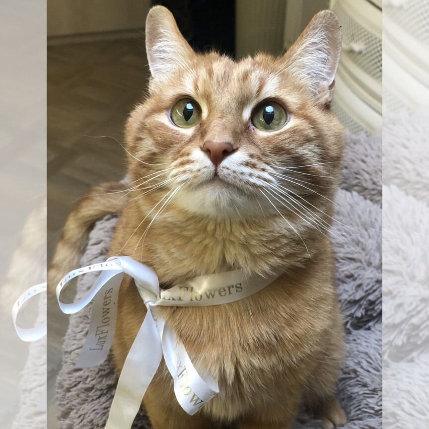 Кот Давид