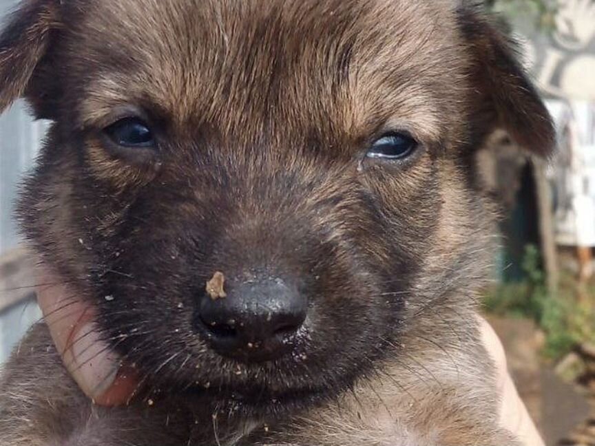 Отдам в хорошие руки щенка)