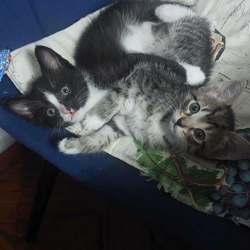 Котята в добрые руки бесплатно