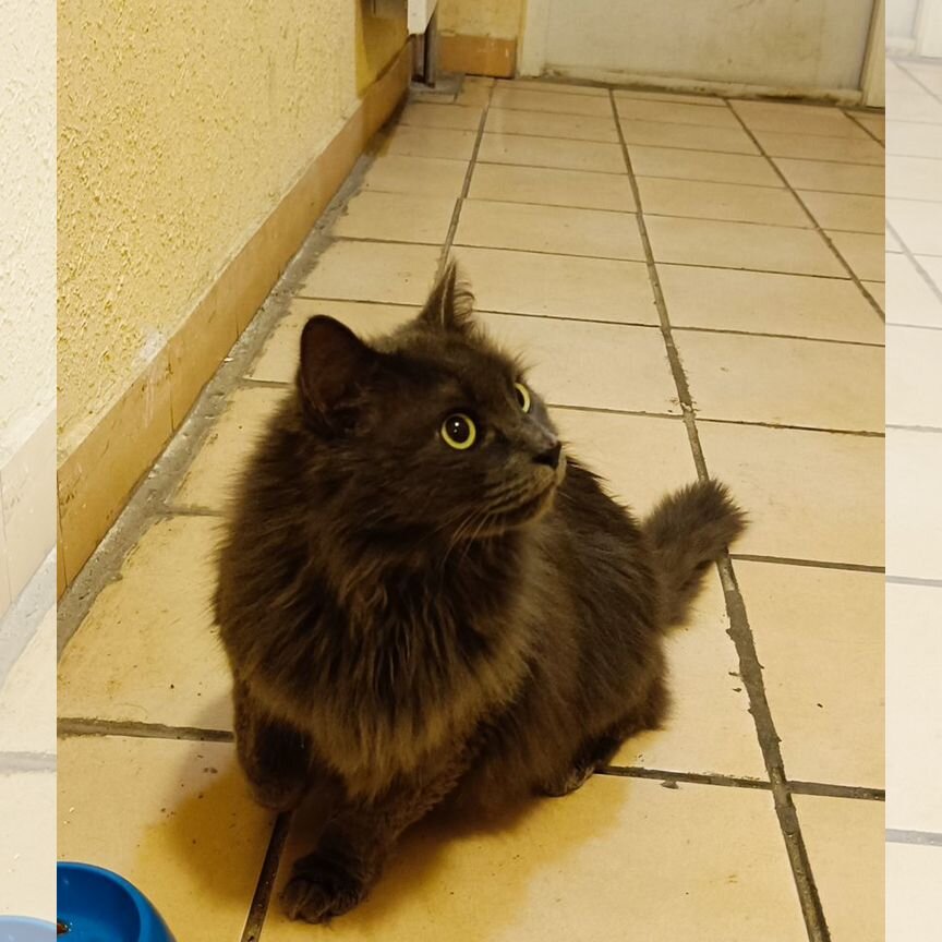 Отдам в добрые руки (подкинули в подъезд)