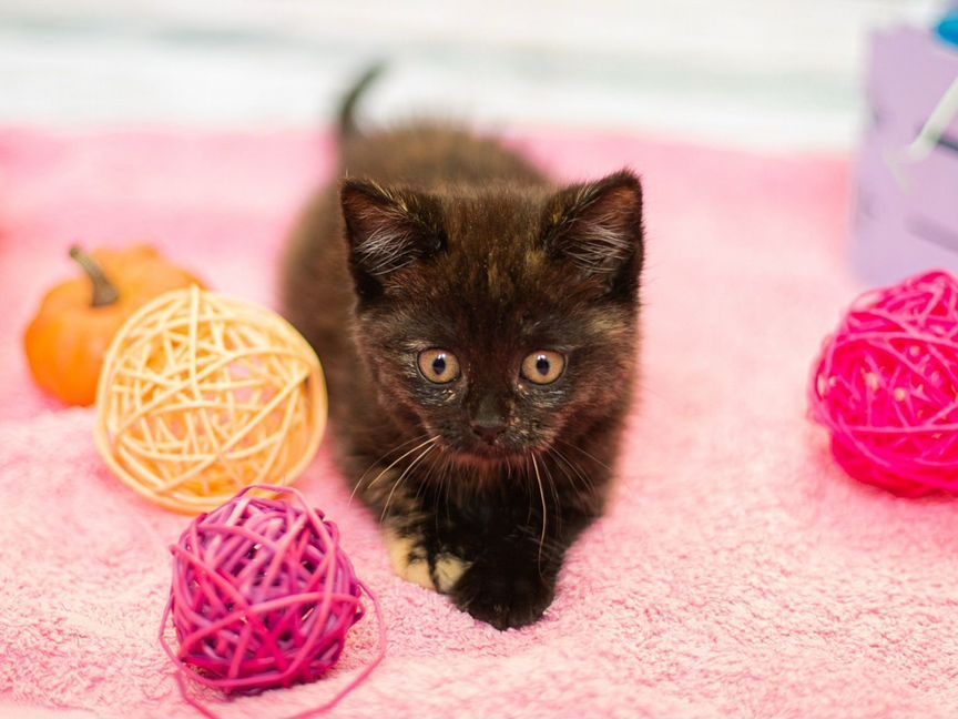 Милейшая котодевочка 1,5 мес ищет дом