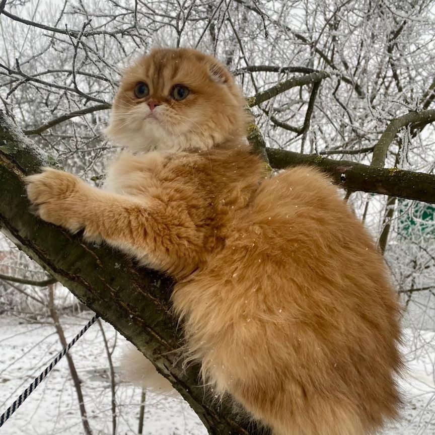 Шотландская золотая девочка
