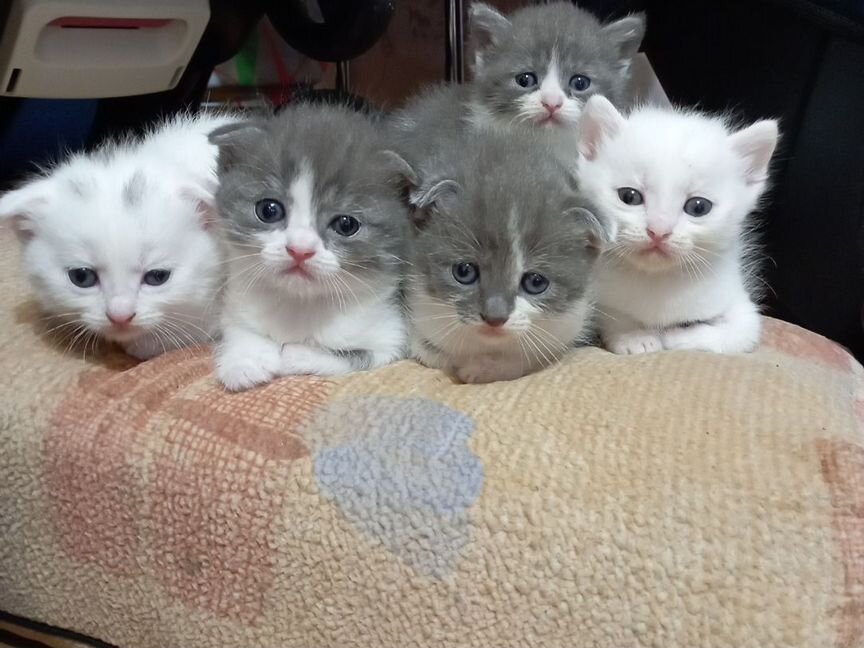 Кошки в добрые руки
