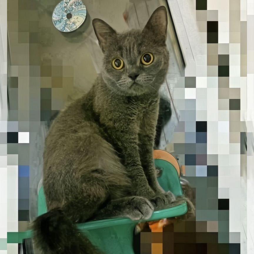 Взрослая, кошка в добрые руки