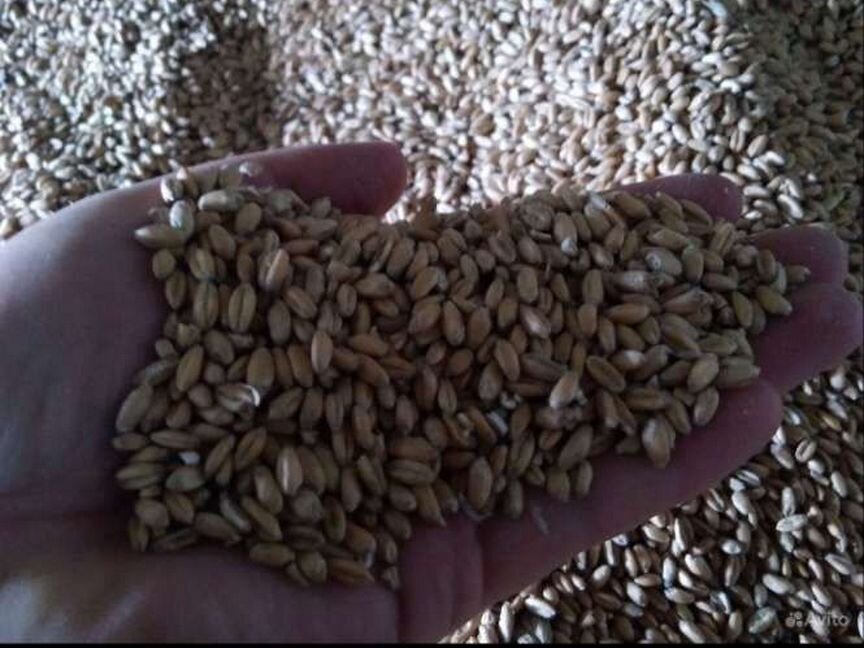 Продаётся зерно