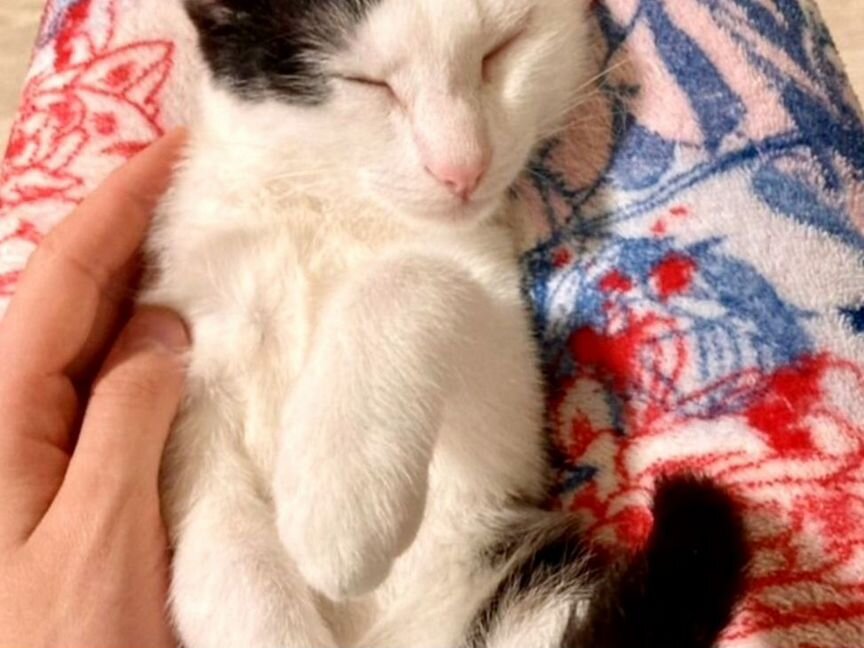 Котенок ласковый 4 мес. Ладит с собаками