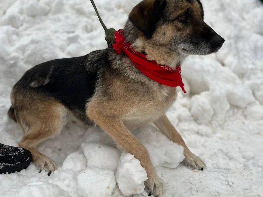 Собака в добрые руки отдам бесплатно