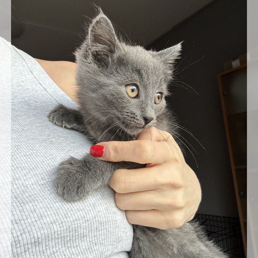 Русский голубой котёнок