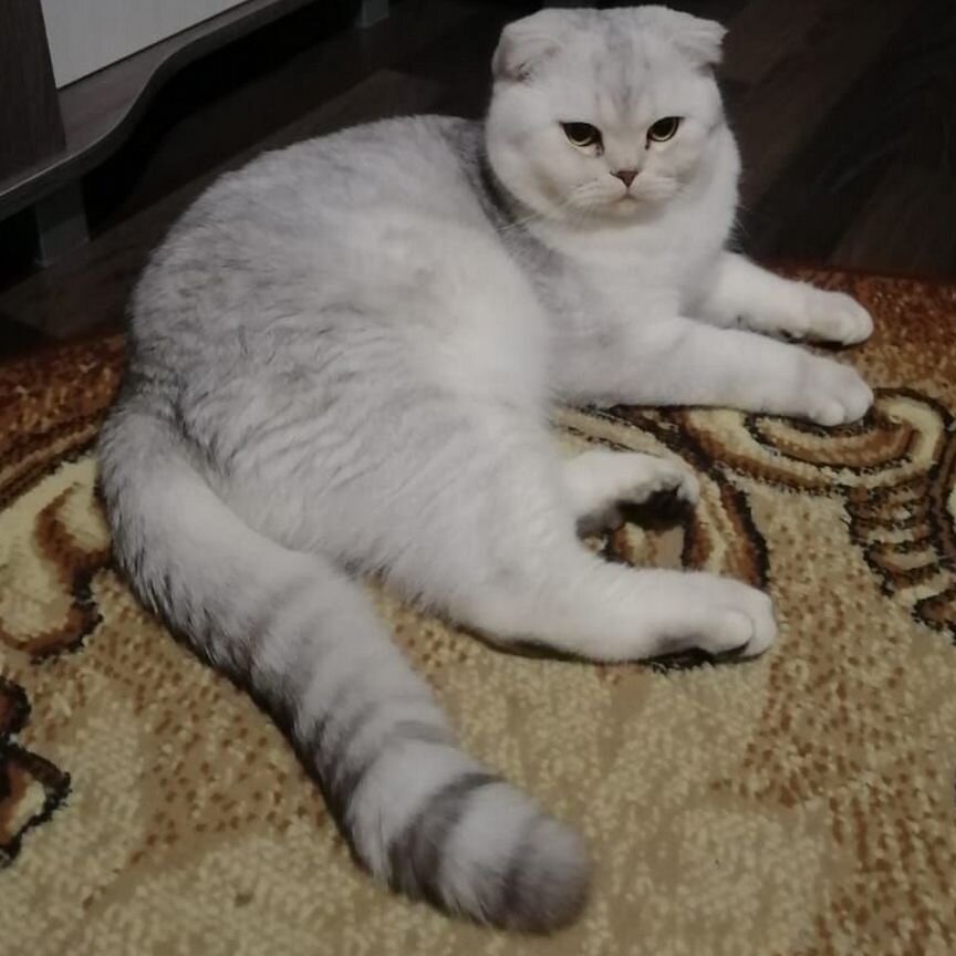 Шотландский кот приглашает на вязку