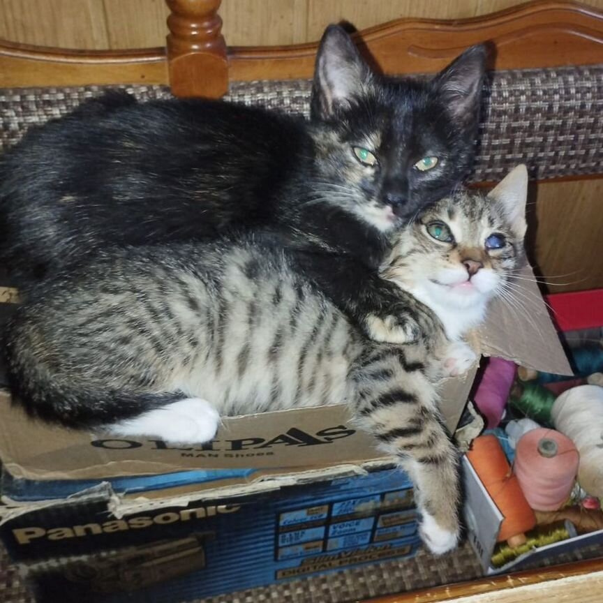 Очень ручные котята