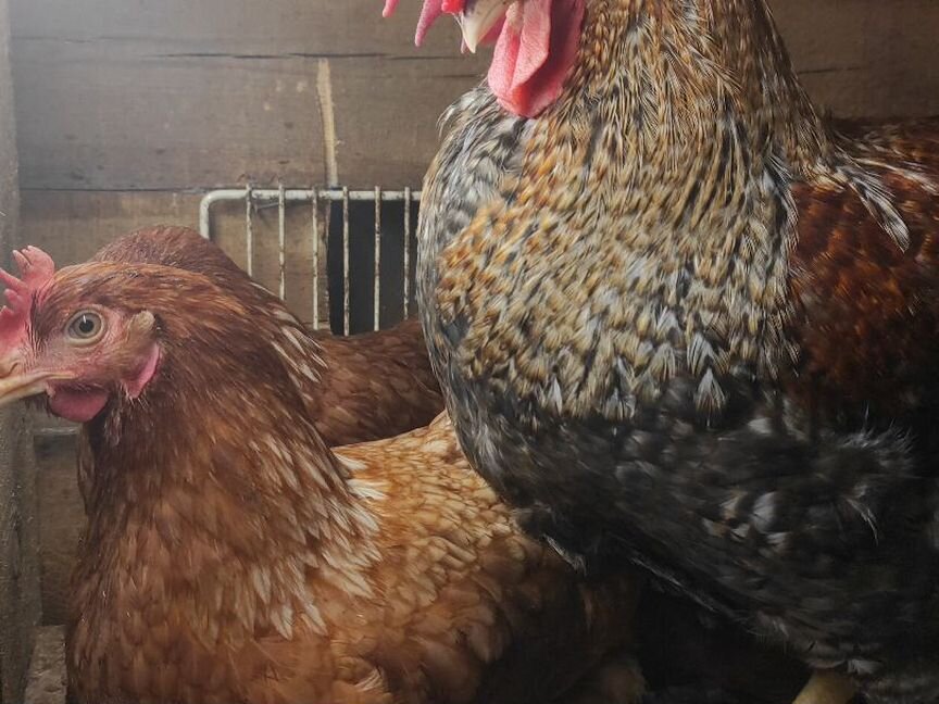 Отдам петушка