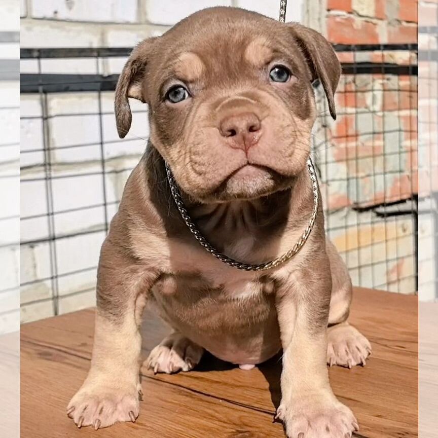 Американский булли, щенок