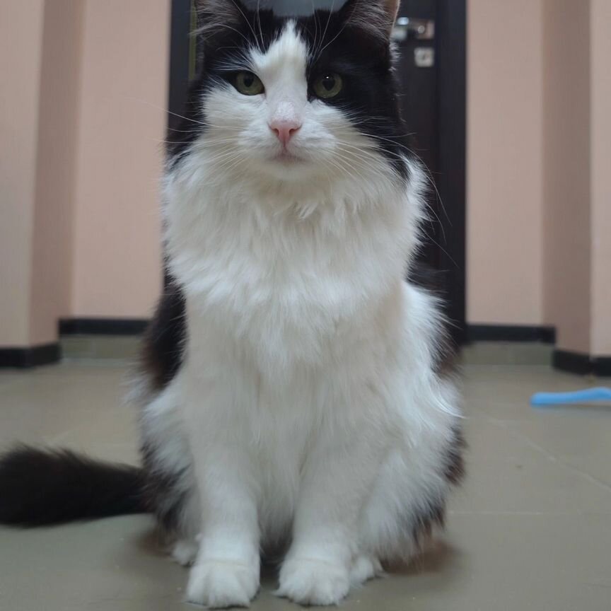Кошечка Пуся
