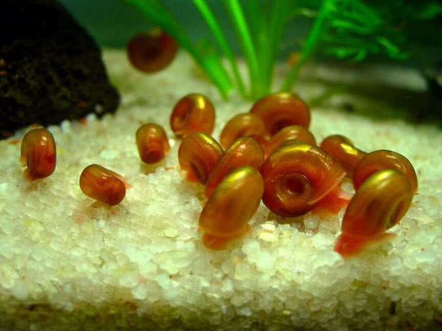 Улитки аквариумные
