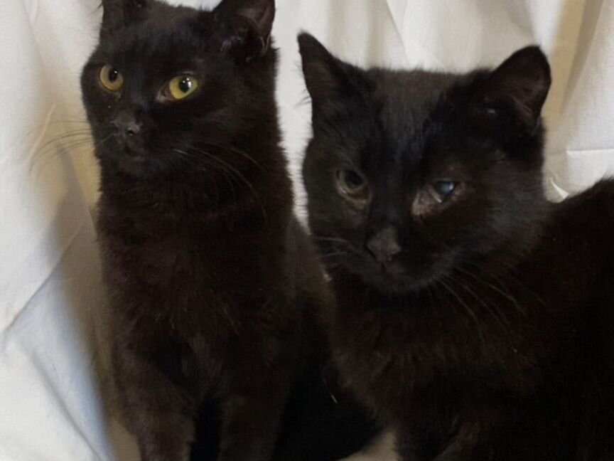 Котята 6-7 мес