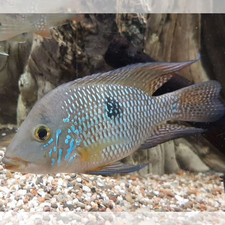 Геофагус бразильский