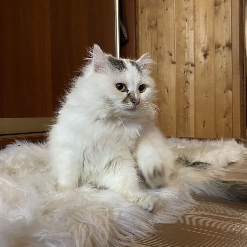 Кошечка