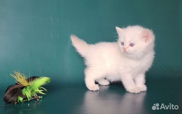 Девочка синеглазая ny1133