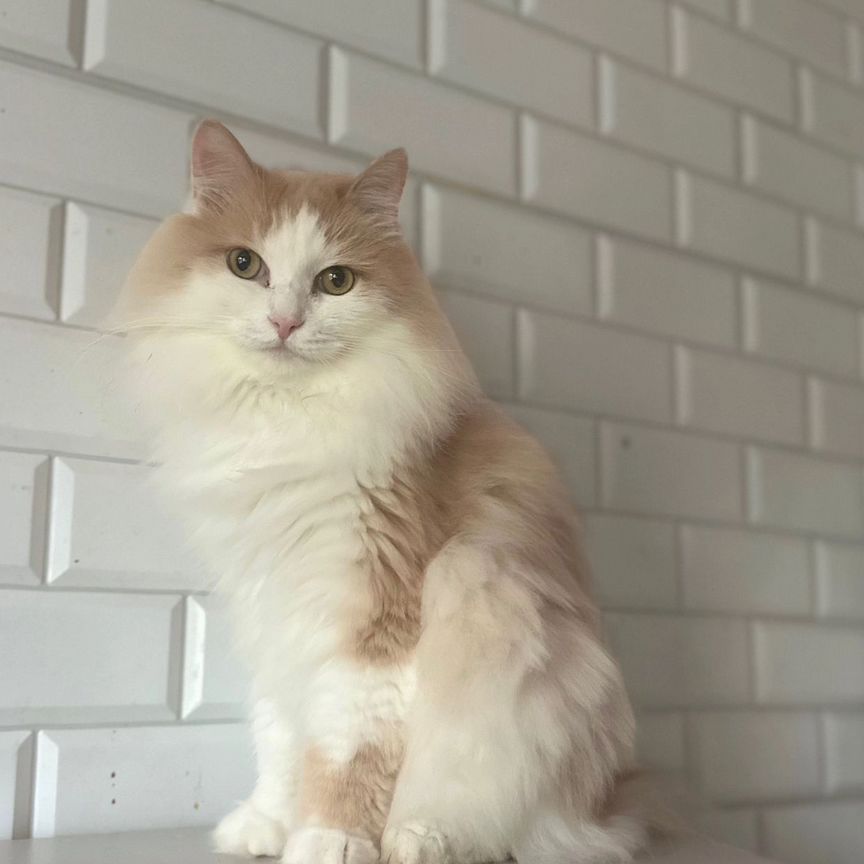 Кошки в добрые руки