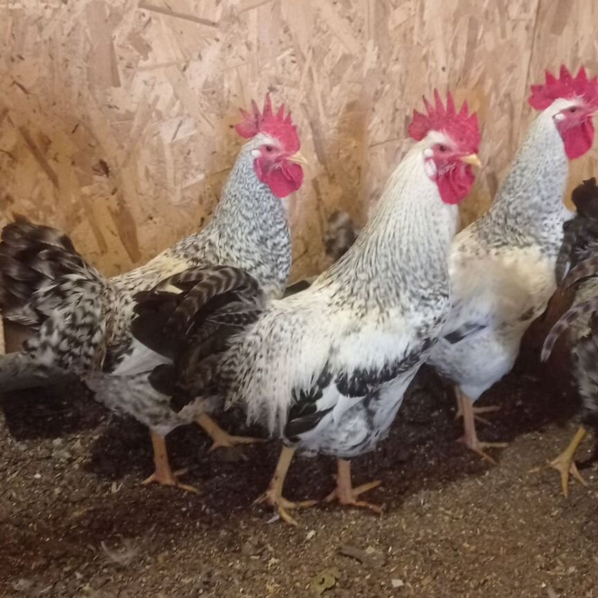 Куры петухи