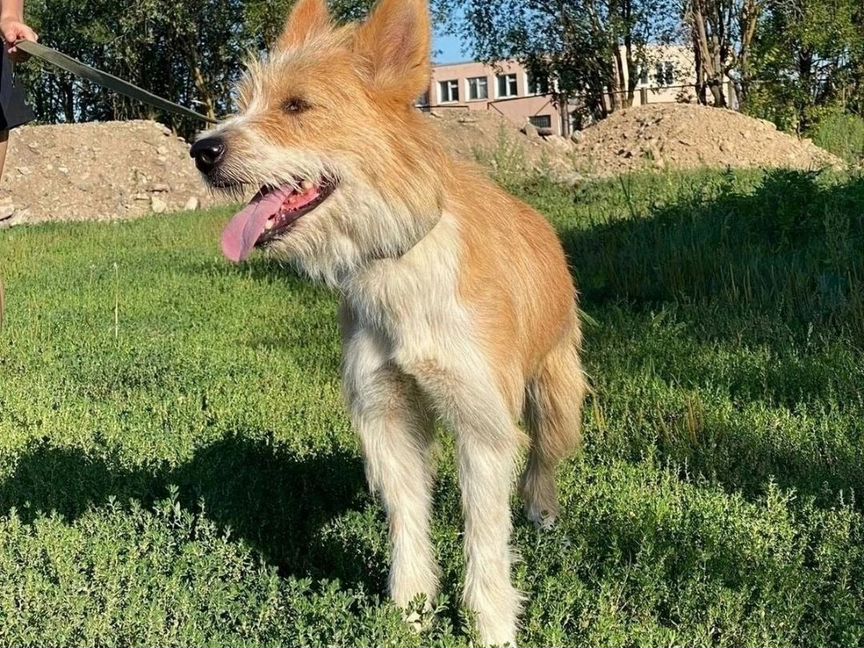 Кобель Леон в хорошую семью бесплатно