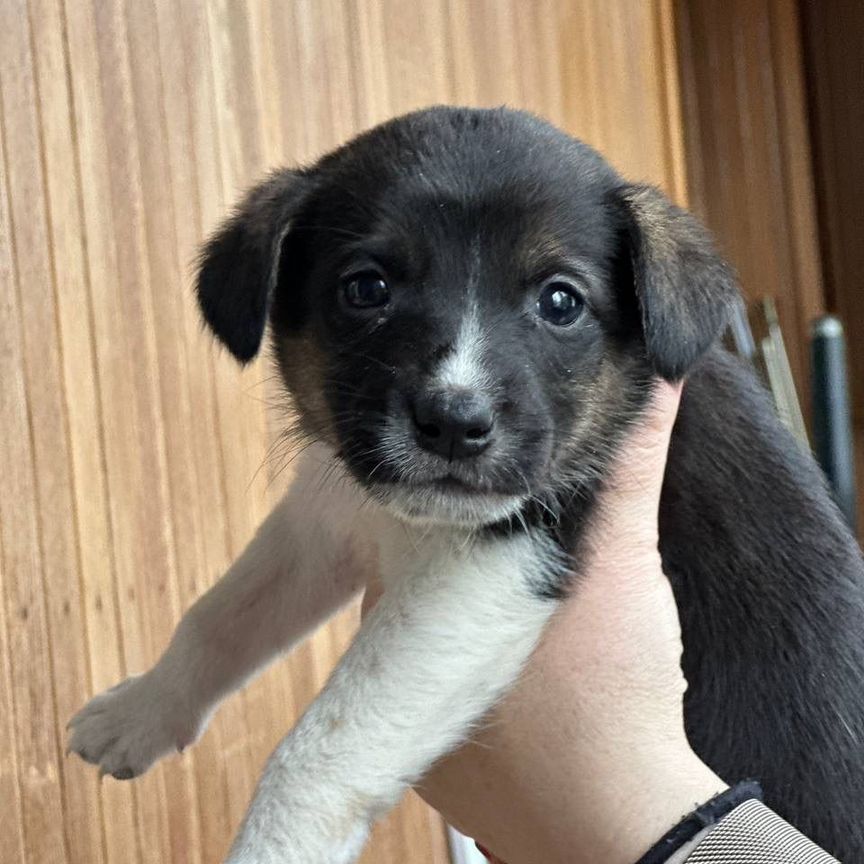 Щенок в добрые руки бесплатно