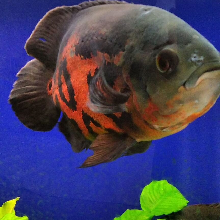 Астронотус большой 21-23 см