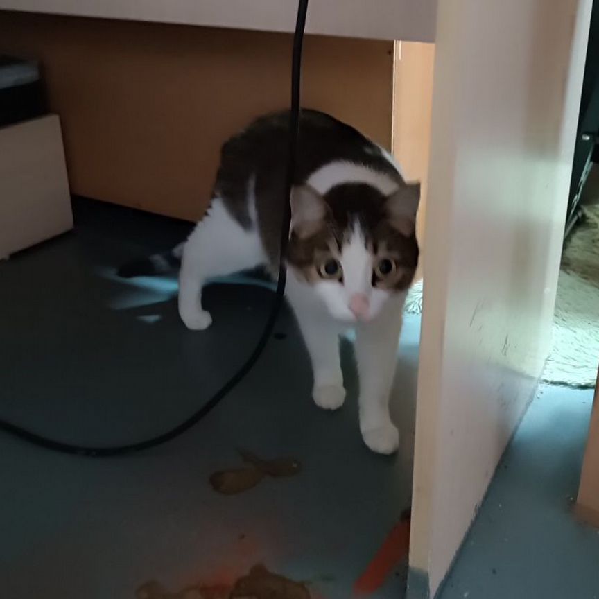 Кошки в добрые руки бесплатно