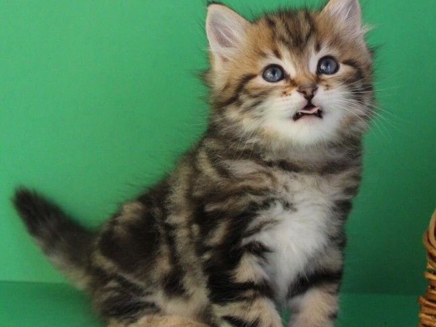 Сибирские котята