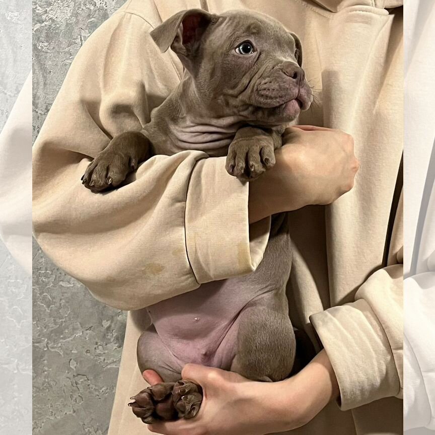 Щенки американского булли