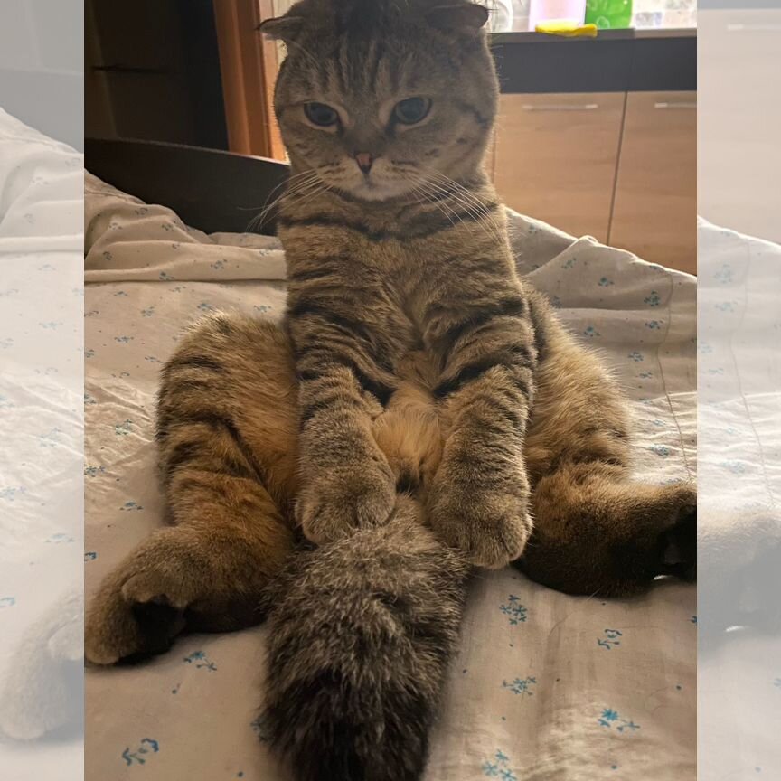 Шотландская вислоухая короткошёрстная, взрослая кошка