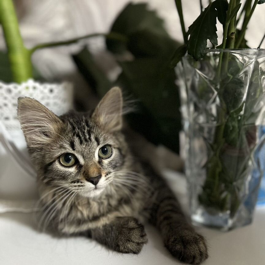 Отдам кошечку в добрые руки(девочка)